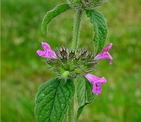 Wild Basil Seeds | Clinopodium vulgare | Buy Online - Landlife Wildflower