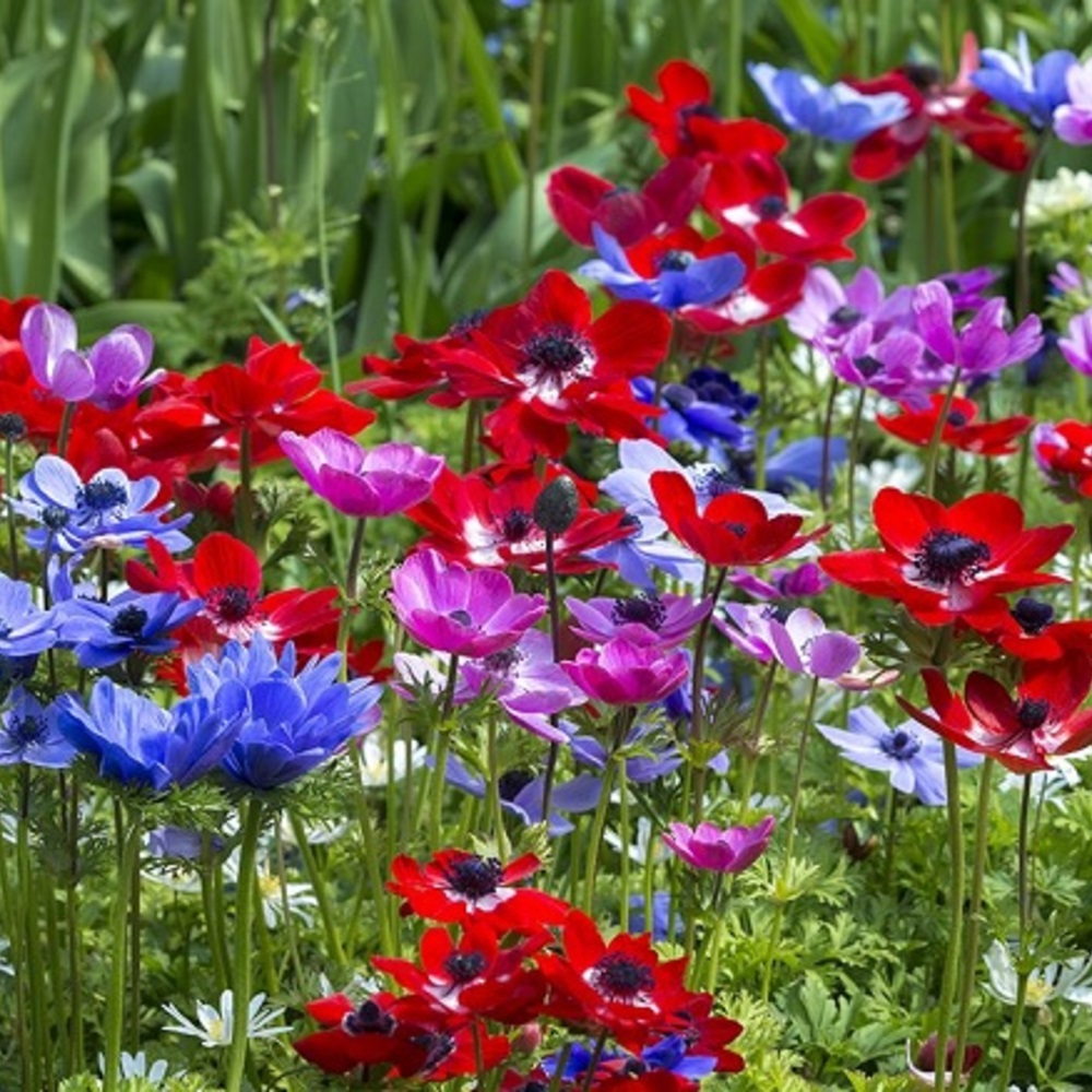 De Caen Mixed Anemone Bulbs | Buy Online | Landlife Wildflowers