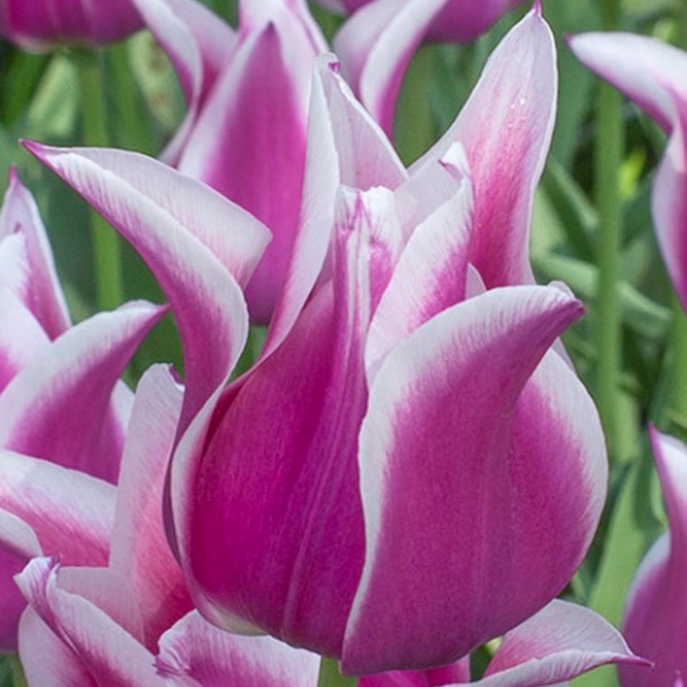 Ballade Tulip Bulbs | Buy Online | Landlife Wildflowers