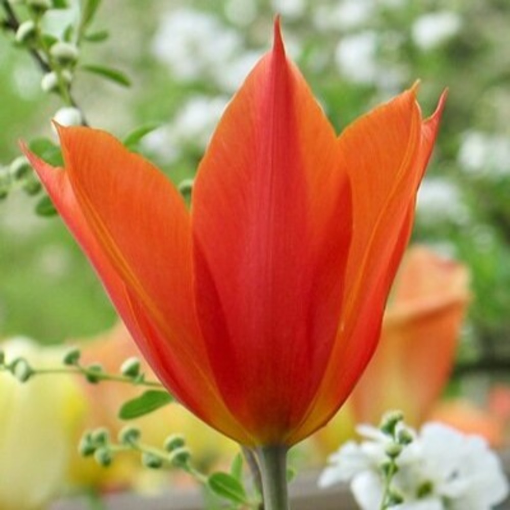 Ballerina Tulip Bulbs | Buy Online | Landlife Wildflowers