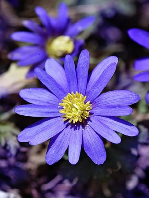 Blanda Blue Anemone Bulbs | Buy Online | Landlife Wildflowers