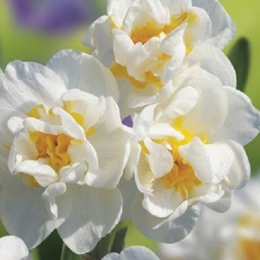 Dwarf Daffodil & Narcissi Bulbs | Early Spring Colour | Buy Online ...