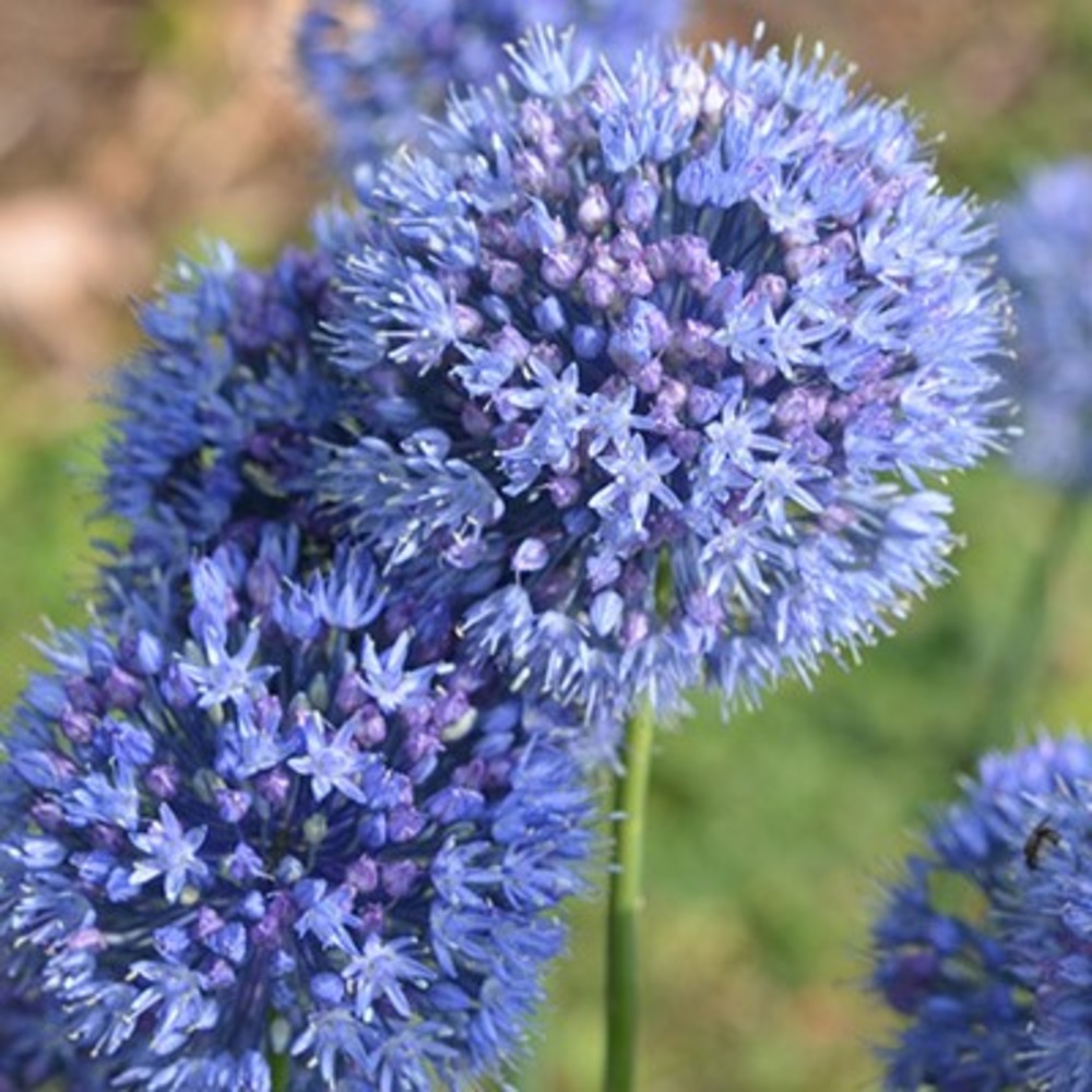 Caeruleum Allium Bulbs | Buy Online | Landlife Wildflowers