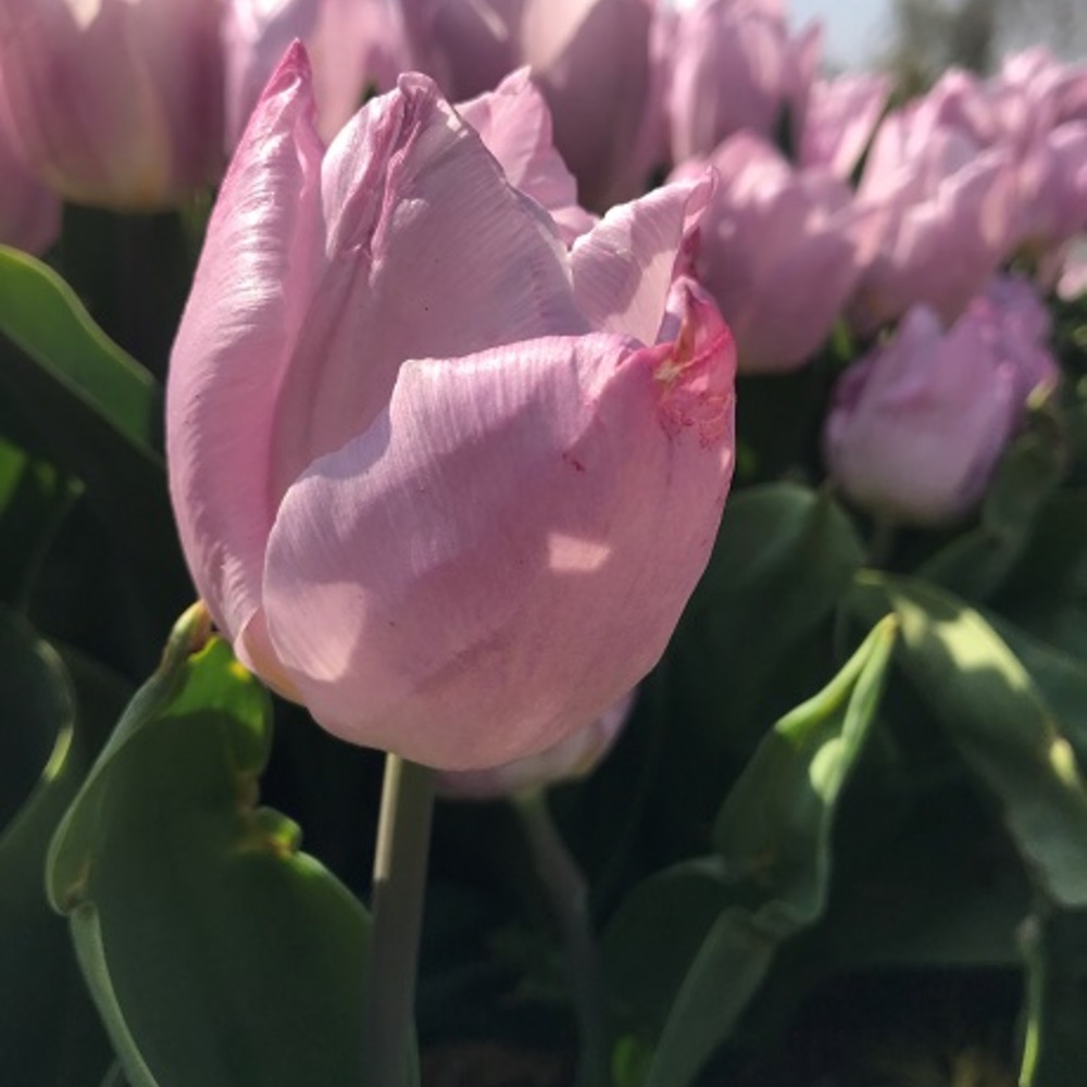 Candy Prince Tulip Bulbs | Buy Online | Landlife Wildflowers