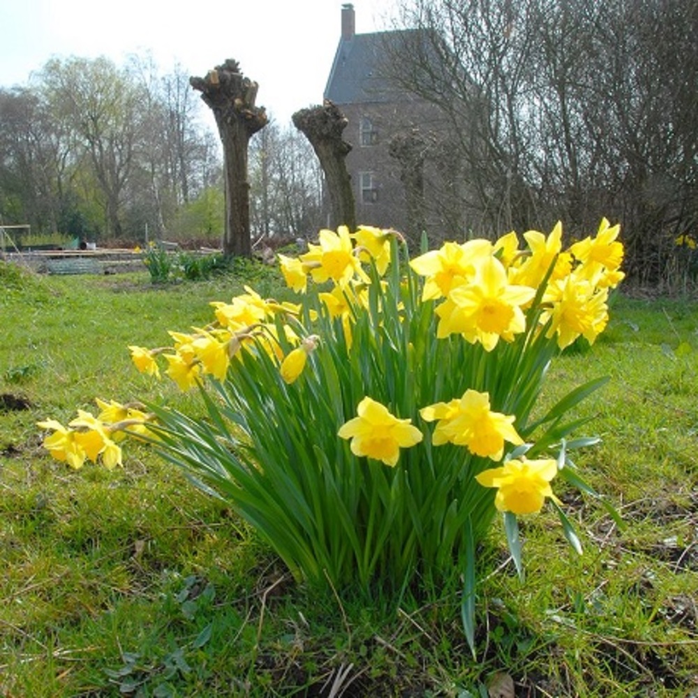 Buy Daffodil Bulbs | Mixed & Bulk Varieties for Spring | Landlife ...