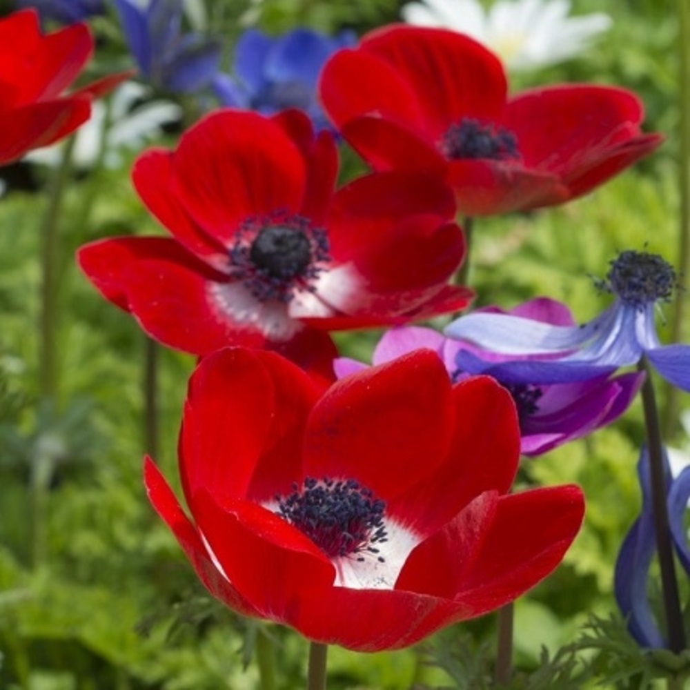 Anemone Bulbs - Landlife Wildflower