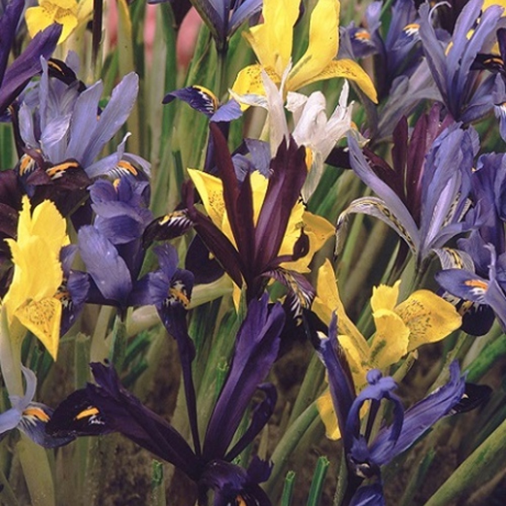 Dwarf Iris Mix Bulbs | Buy Online | Landlife Wildflowers
