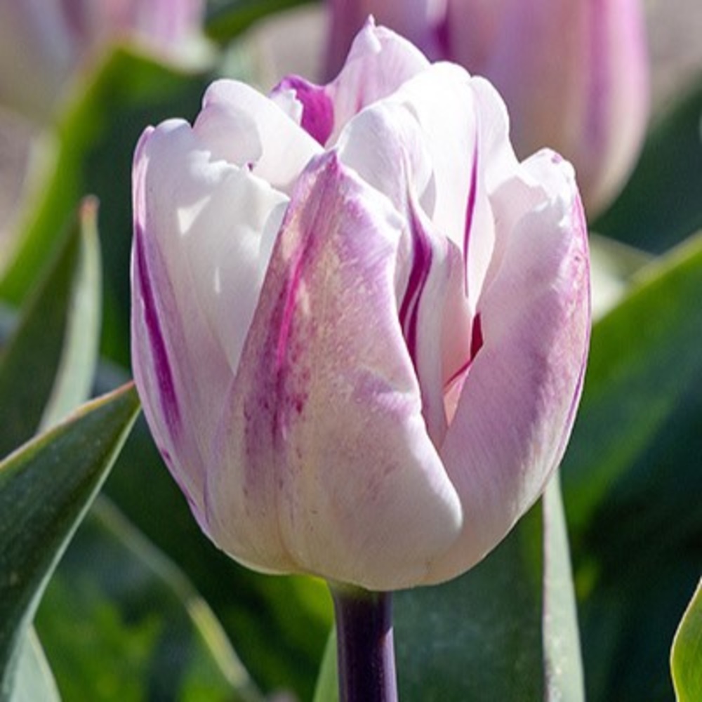 Flaming Flag Tulip Bulbs | Buy Online | Landlife Wildflowers