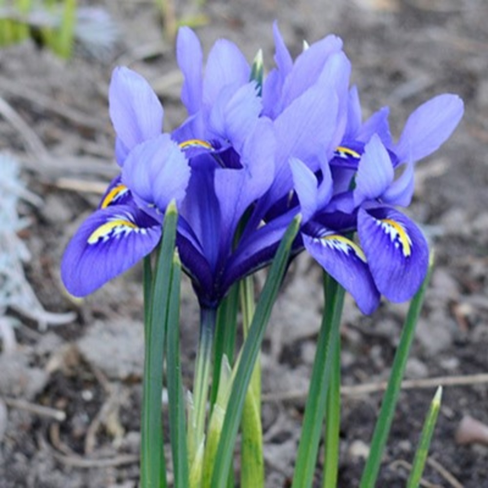 Harmony (Dwarf) Iris Bulbs | Buy Online | Landlife Wildflowers