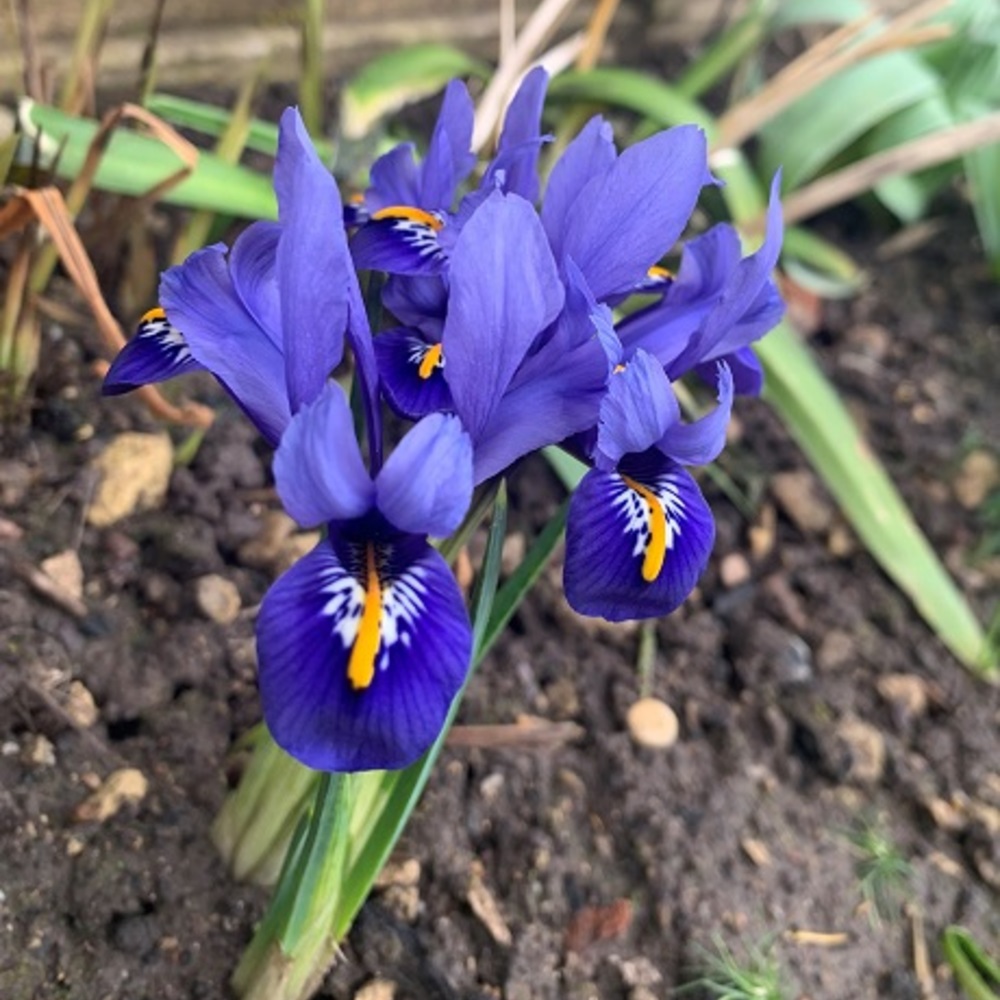 Reticulata Iris Bulbs | Buy Online | Landlife Wildflowers