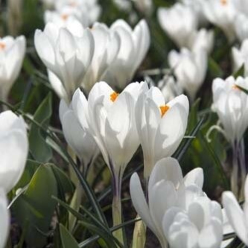 Crocus Bulbs - Landlife Wildflower