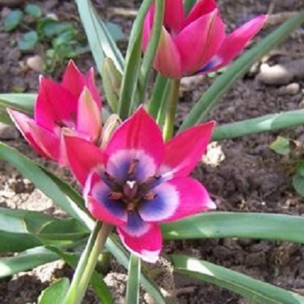 Little Beauty Tulip Bulbs | Buy Online | Landlife Wildflowers