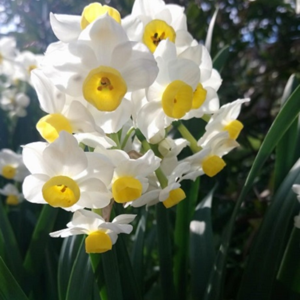 Minnow Narcissi Bulbs | Buy Online | Landlife Wildflowers