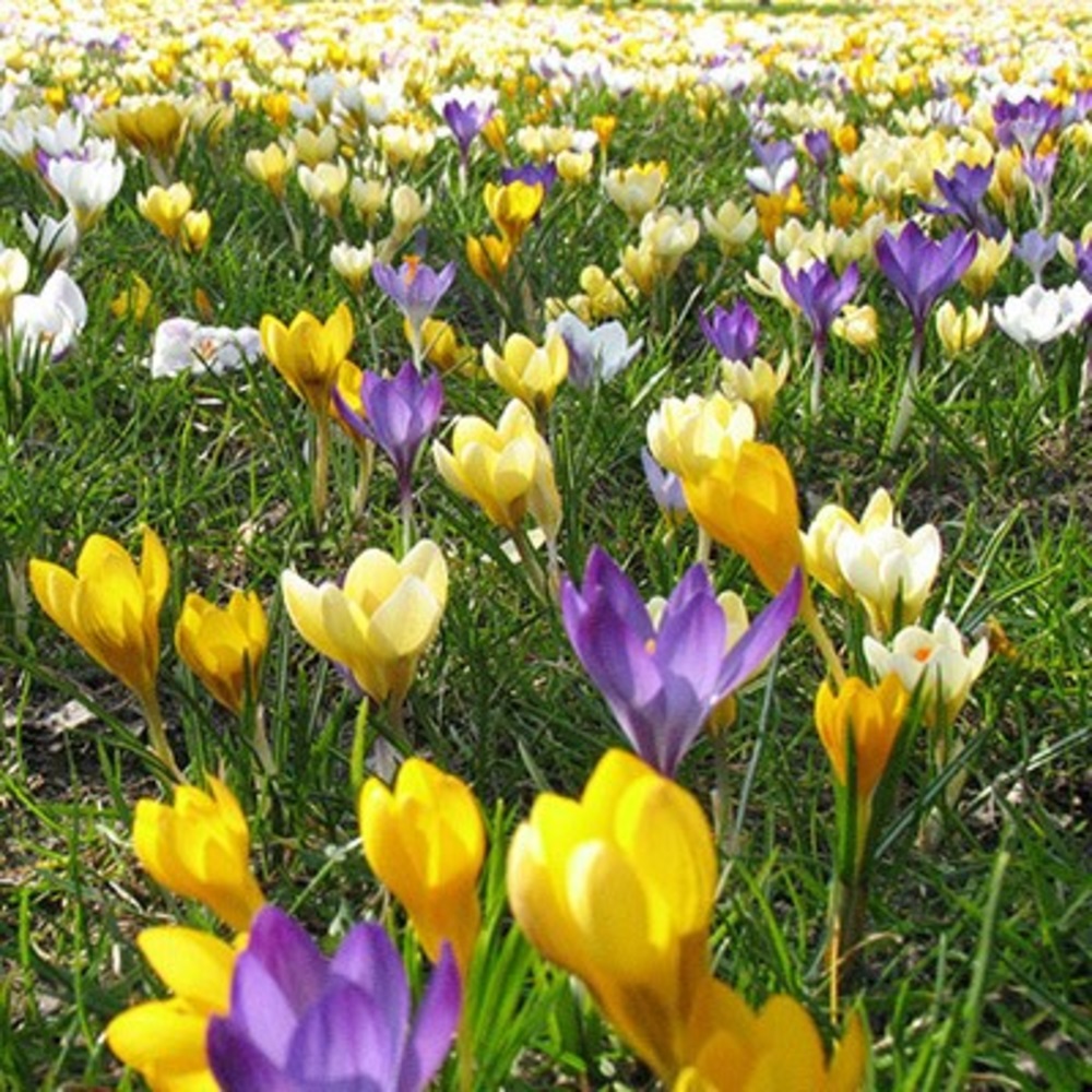 Mixed Crocus Bulbs | Buy Online | Landlife Wildflowers