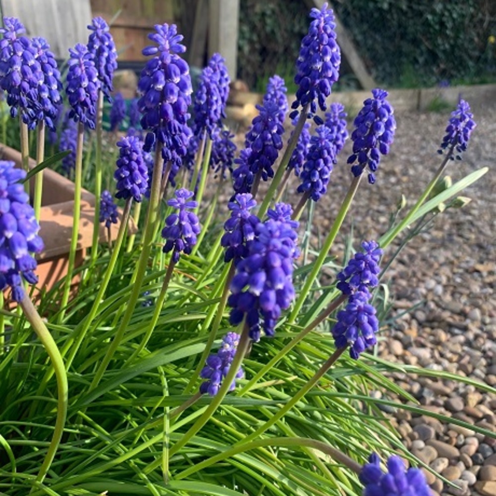 Armeniacum muscari Bulbs | Buy Online | Landlife Wildflowers