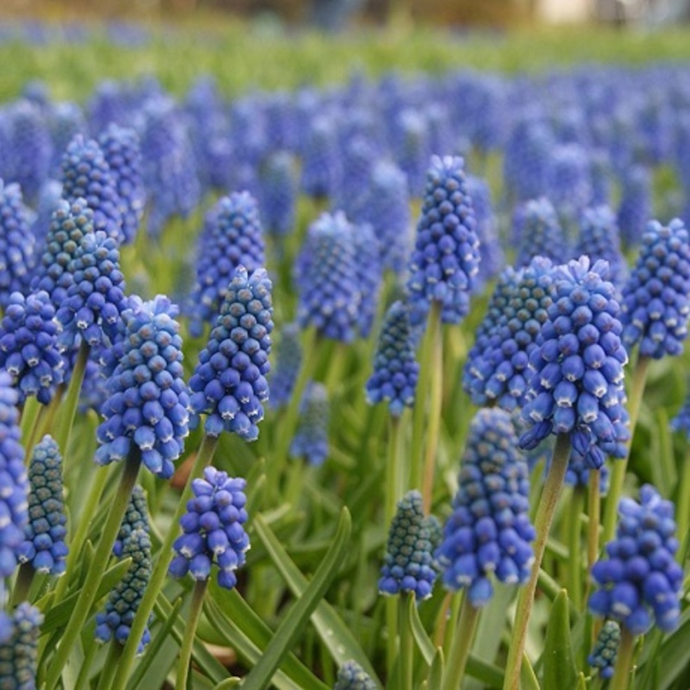 Blue Magic Muscari Bulbs | Buy Online | Landlife Wildflowers