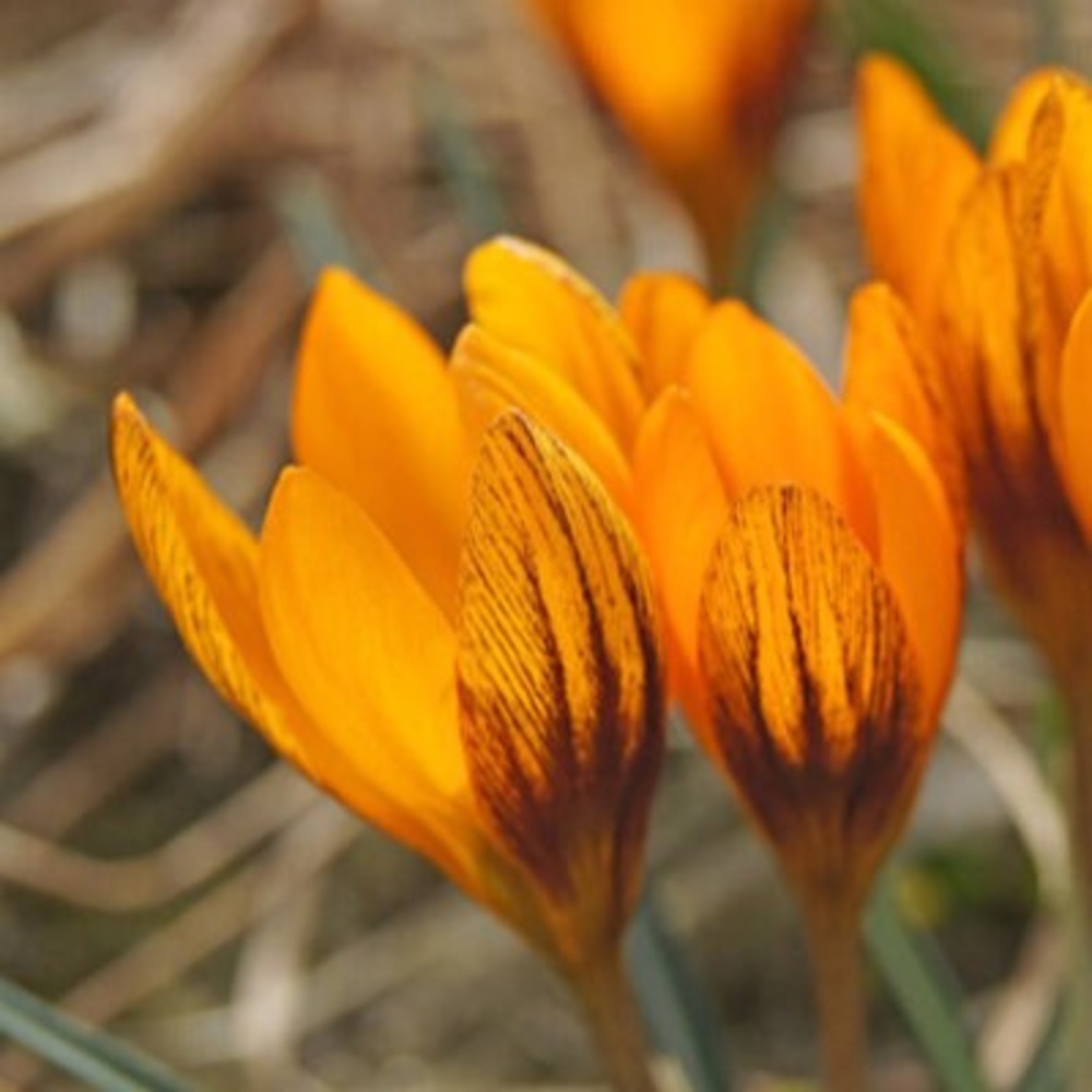 Orange Monarch Specie Crocus Bulbs | Landlife Wildflowers