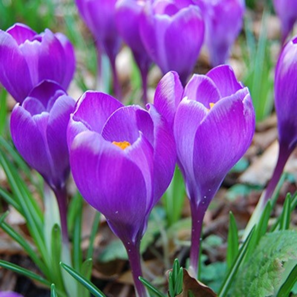 Crocus Bulbs - Landlife Wildflower