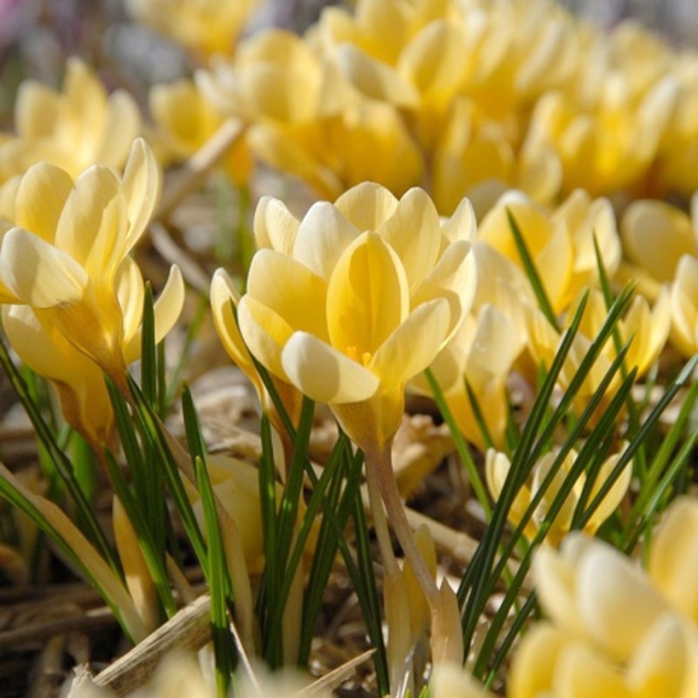Crocus Bulbs - Landlife Wildflower