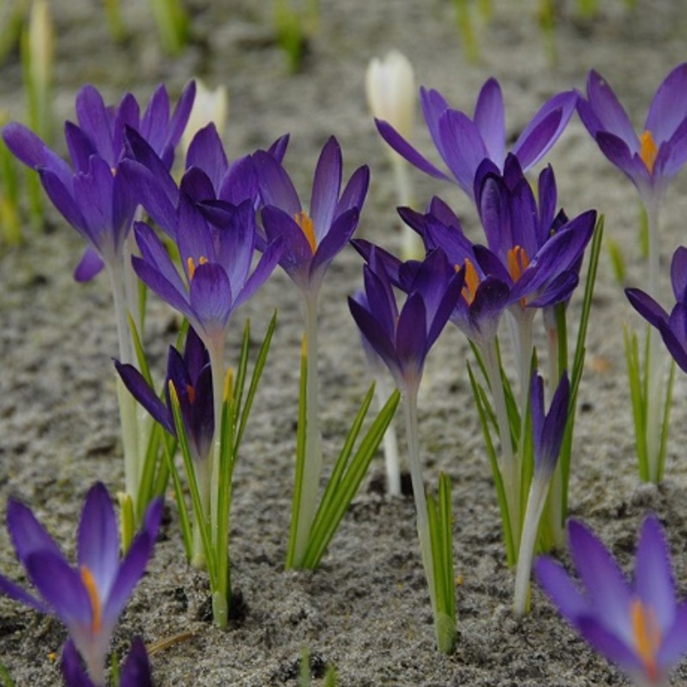 Crocus Bulbs - Landlife Wildflower