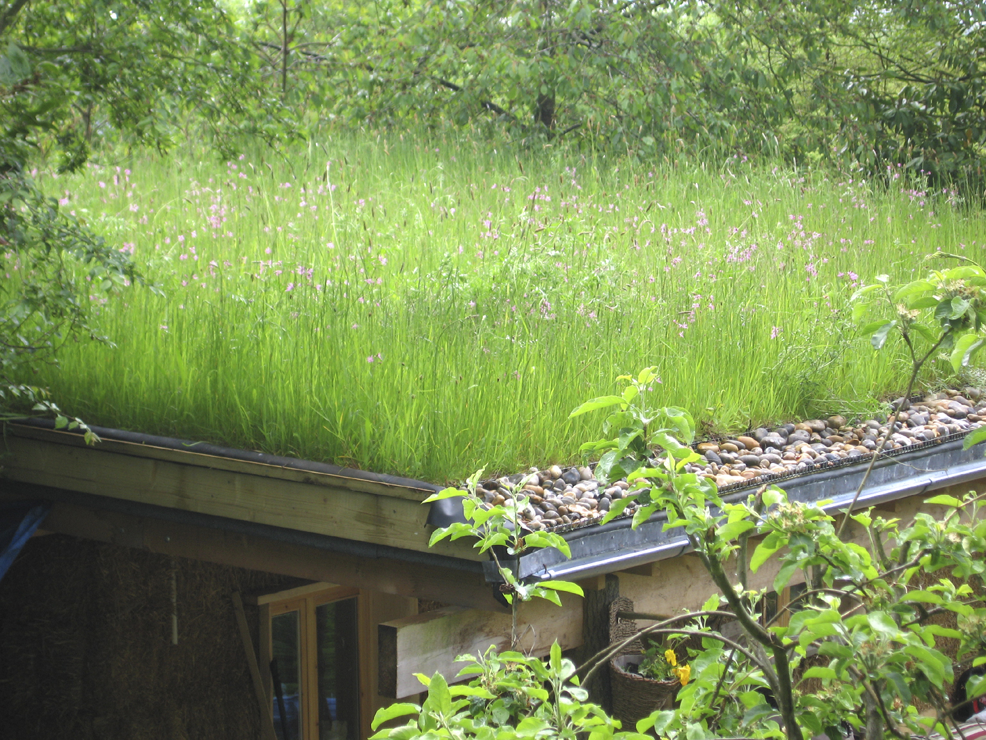 Wildflower Turf | Meadow Turf | Buy Online Today - Landlife Wildflower