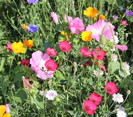 ColourMax Annual Flower Seed Mixes | Buy Online | Landlife Wildflowers