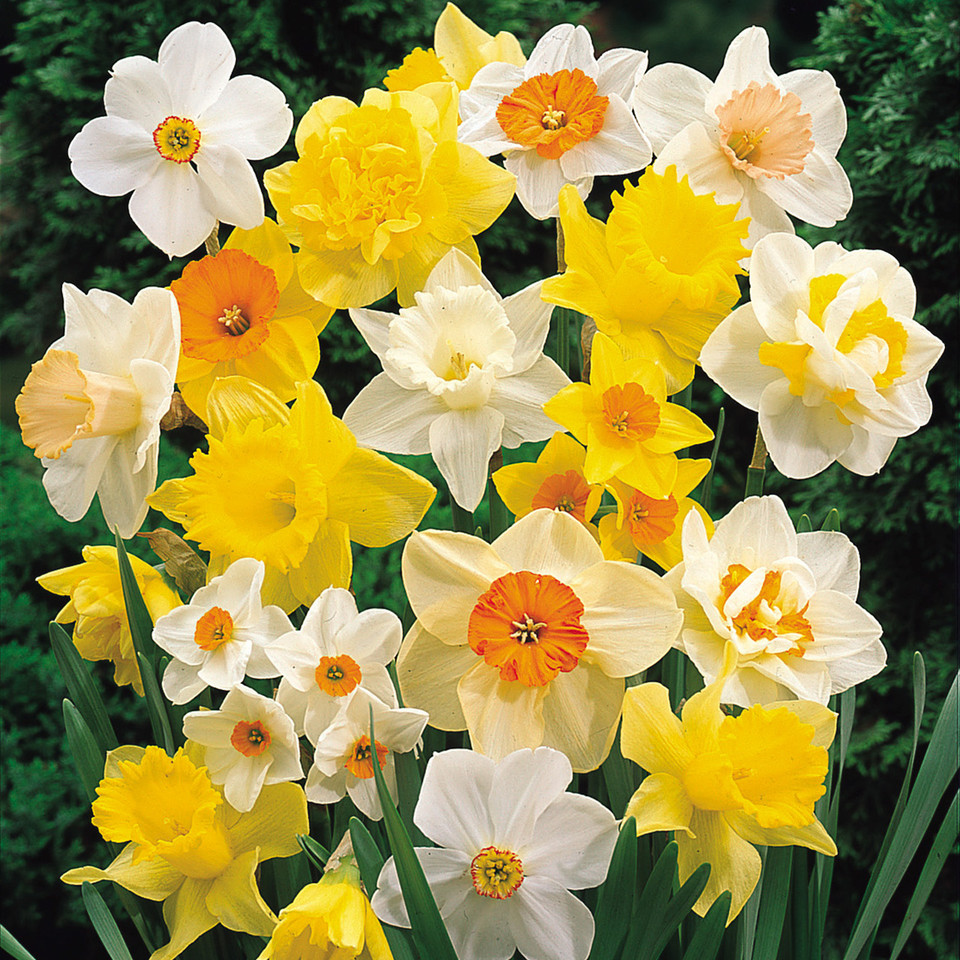 Mixed Daffodil Bulbs | Buy Online | Landlife Wildflowers