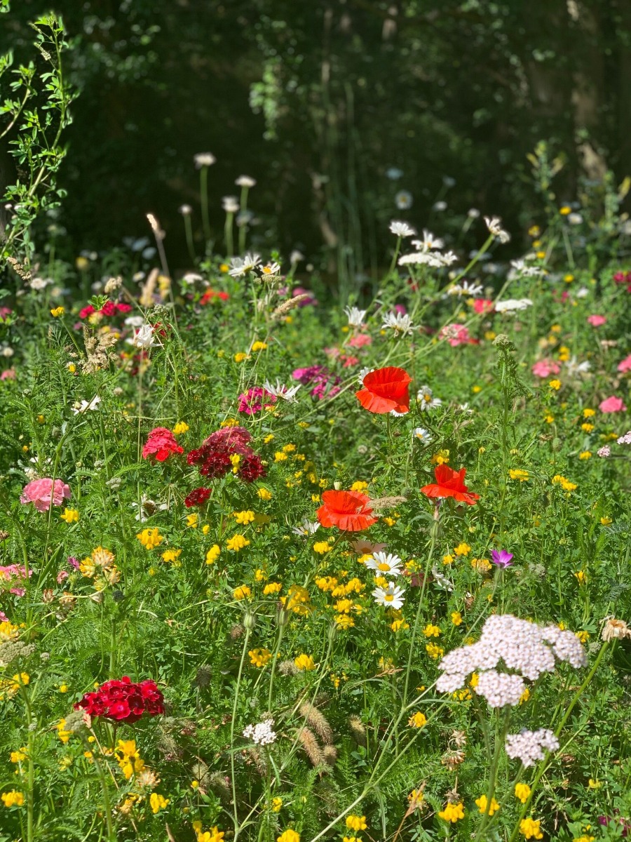 Wildflower Turf | Buy Online Today - Landlife Wildflower