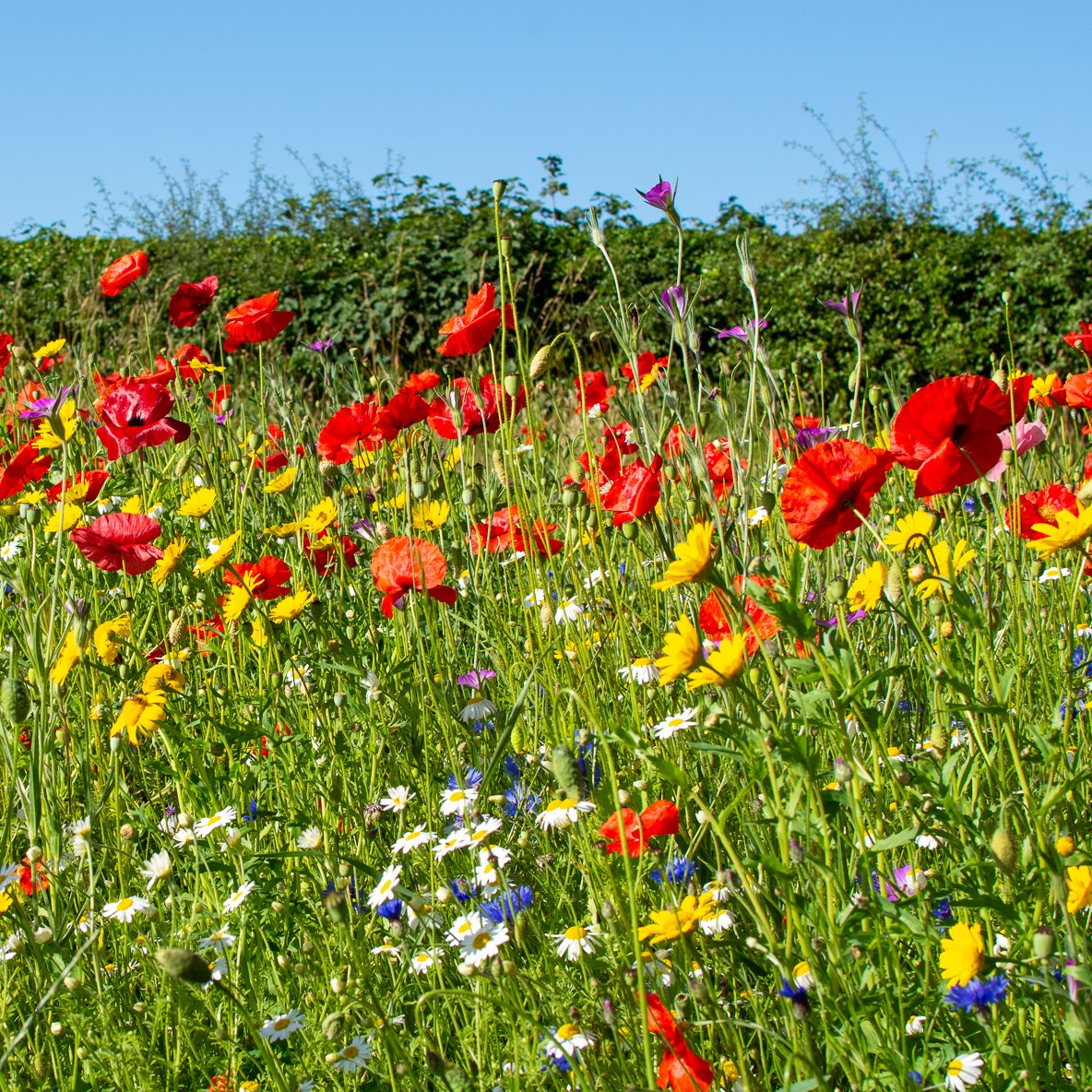 Wild Flower Habitat Seed Mixes | 100% British Native Wildflower Seeds ...