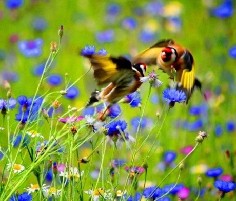 Wildflower Seeds for Wild Birds 100% - Landlife Wildflower