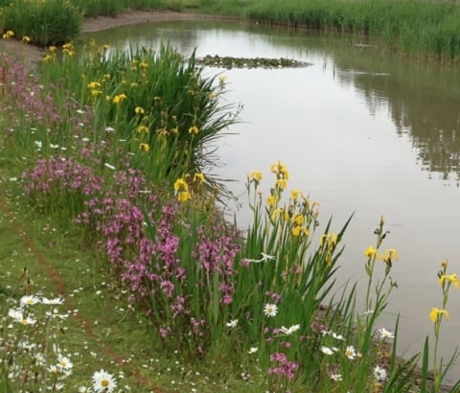 Wildflower Seeds for Wetland and Pond Areas 80/20 - Landlife Wildflower