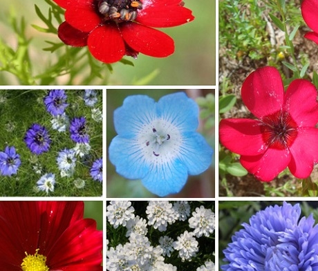 ColourMax 6 - Diamond Jubilee Flower Seed - Landlife Wildflower