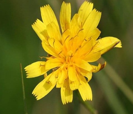 Autumn Hawkbit Plants | Leontodon autumnalis | Buy Online - Landlife ...