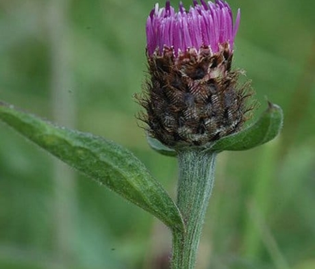 Common Knapweed Plants | Centaurea nigra | Buy Online - Landlife Wildflower