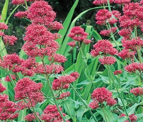 Red Valerian Plants | Centranthus ruber | Buy Online - Landlife Wildflower