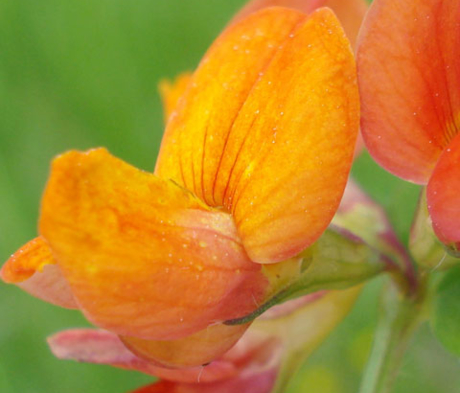 Birdsfoot Trefoil Plants | Lotus corniculatus | Buy Online - Landlife ...