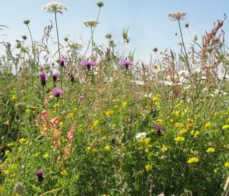 Wildflower Seeds for Wild Birds 80/20 - Landlife Wildflower
