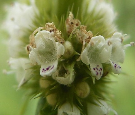 Gypsywort Plants | Lycopus eurpaeus | Buy Online - Landlife Wildflower