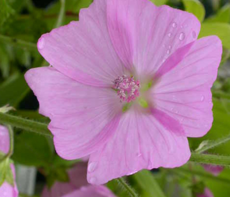 Musk Mallow Plants | Malva moschata | Buy Online - Landlife Wildflower