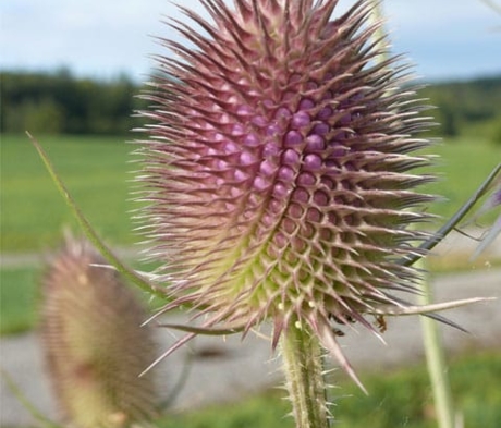 Teasel Plants | Dipsacus fullonum | Buy Online - Landlife Wildflower