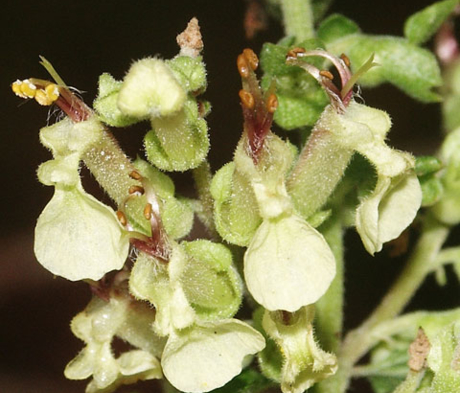 Wood Sage Plants | Teucrium scorodonia | Buy Online - Landlife Wildflower