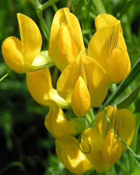 Meadow Vetchling Plants | Lathyrus pratensis | Buy Online - Landlife ...